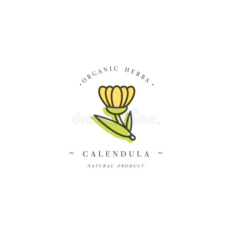 Vector Design Template Logo and Emblem Healthy Herb- Calendula. Logo in ...