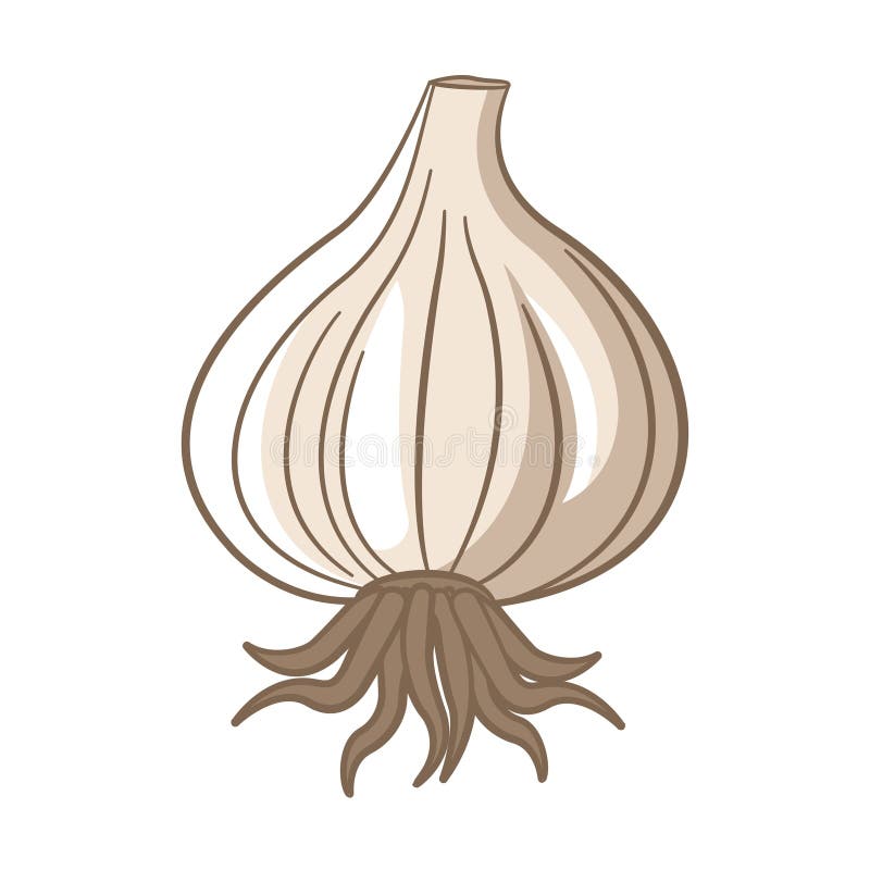 Vector Design of Whole Raw Garlic Spice Food Vegetable with Root Stock ...
