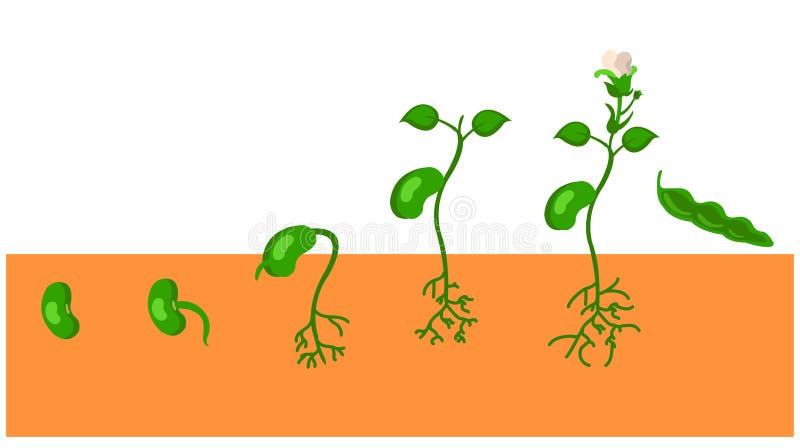 A Vector Diagram of Growth of a Plant Stock Illustration - Illustration ...