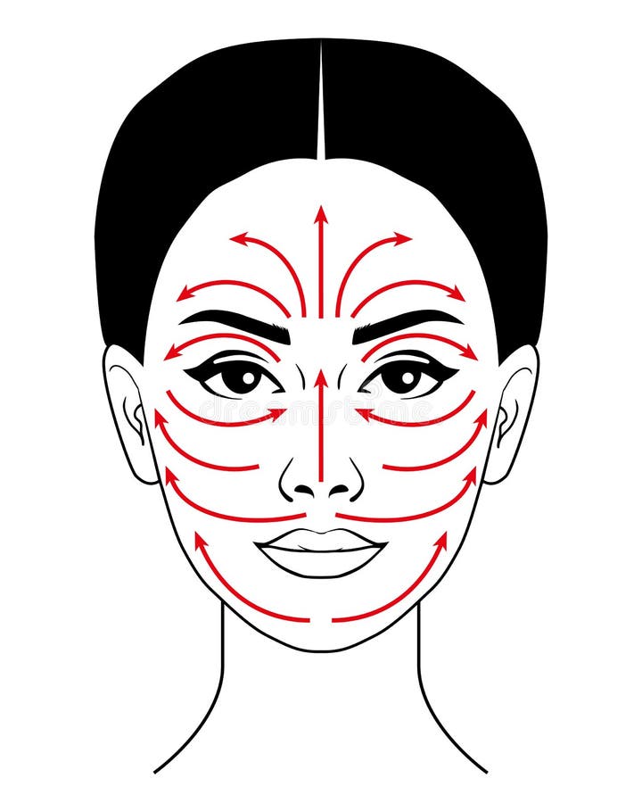 Facial Massage Lines For Applying Cream On Face Stock Vector