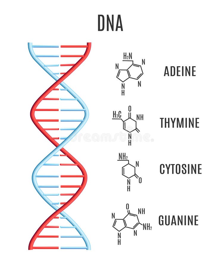 Vector Dna Rna Molecule Helix Spiral Genetic Code Stock Vector