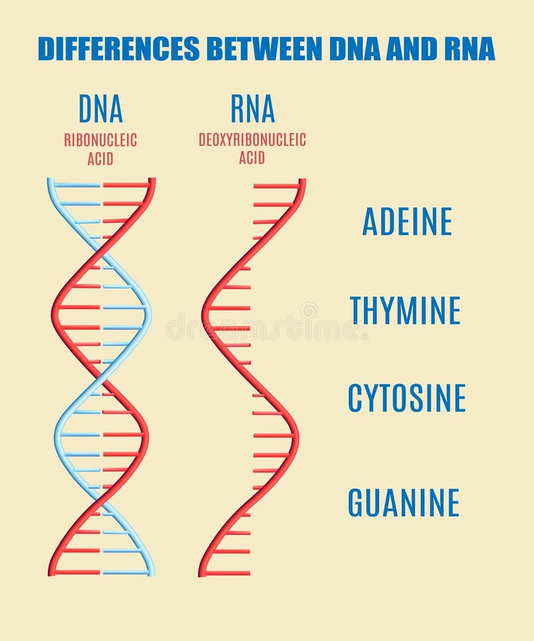 Vector DNA Molecule Helix Spiral Genetic Code Stock Vector ...