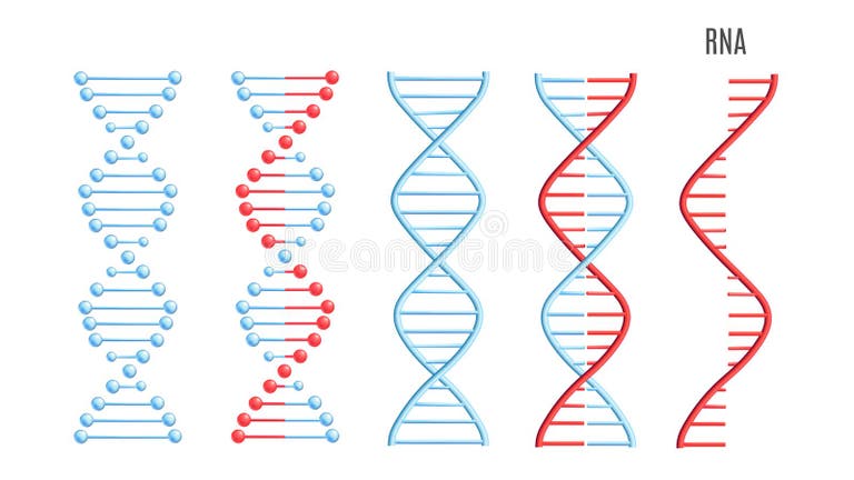 Dna Rna Stock Illustrations – 10,348 Dna Rna Stock Illustrations ...