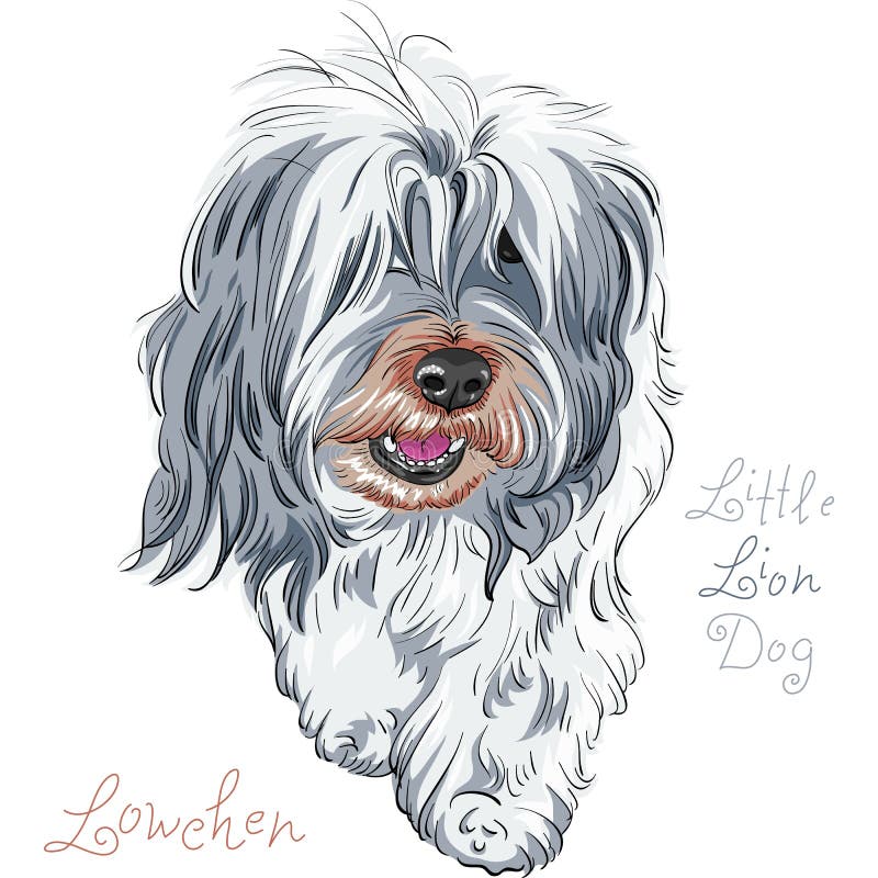 Vector dog breed Lowchen stock vector. Illustration of sketch - 108454855