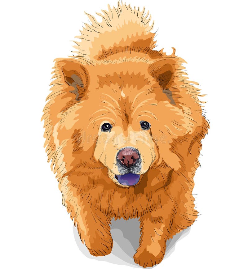 Vector Dog chow-chow breed stock vector. Illustration of breed - 24252439