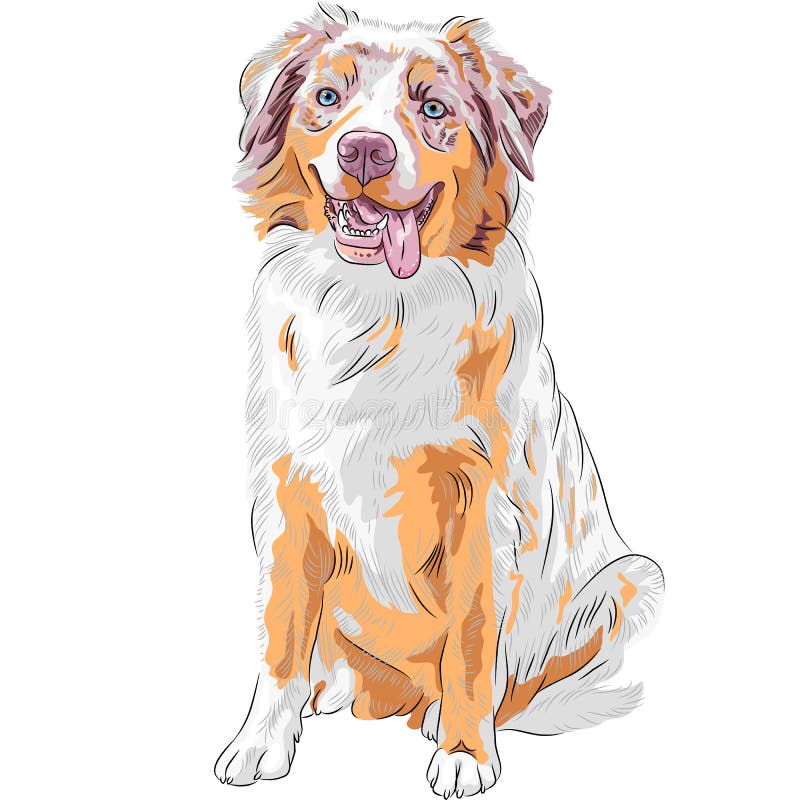 Vector Dog Red Australian Shepherd Breed Stock Vector - Illustration of ...