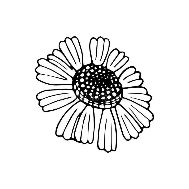 Ink Drawing Daisies Stock Illustrations – 256 Ink Drawing Daisies Stock ...