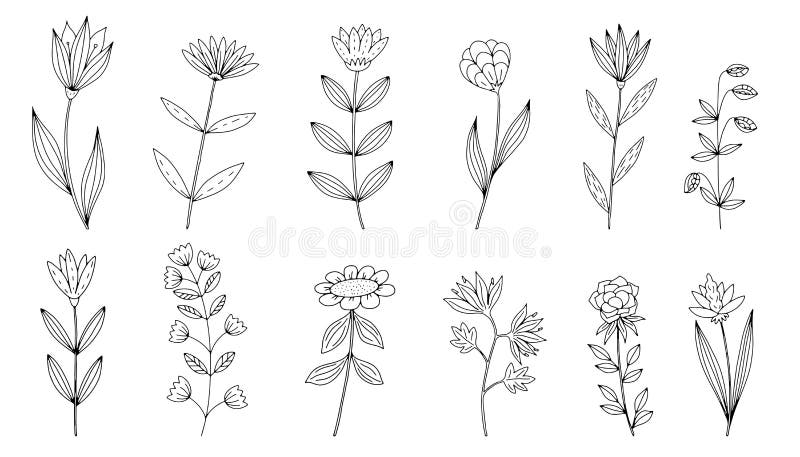Vector Doodle Hand Drawn Flowers and Herbal Design Elements. Line Art ...