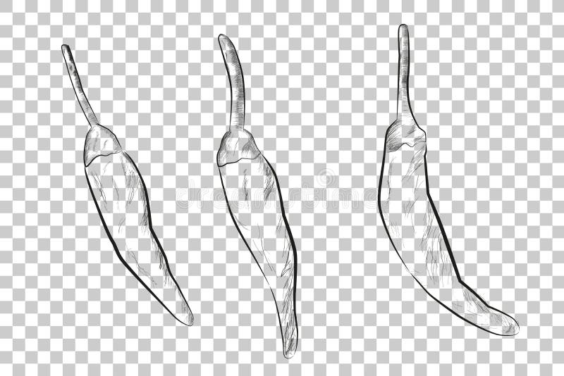 Doodle Outline, Three Small Chili, at Transparent Effect Background ...