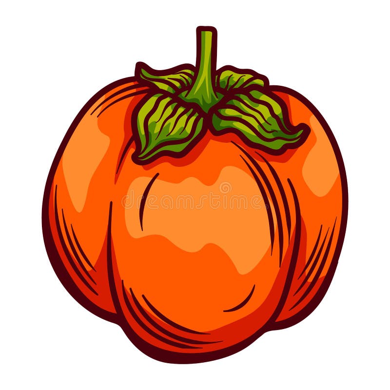 Vector Doodle Persimmon. Hand Drawn Persimmon Fruit Illustration ...