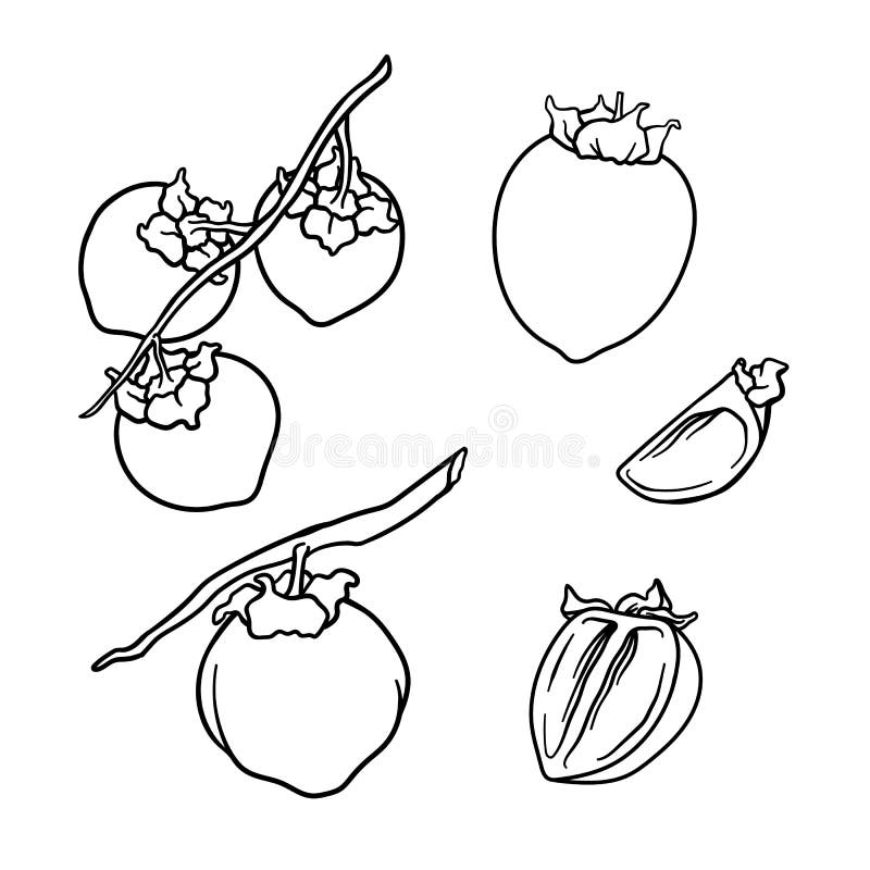 Persimmon Doodle Stock Illustrations – 591 Persimmon Doodle Stock ...