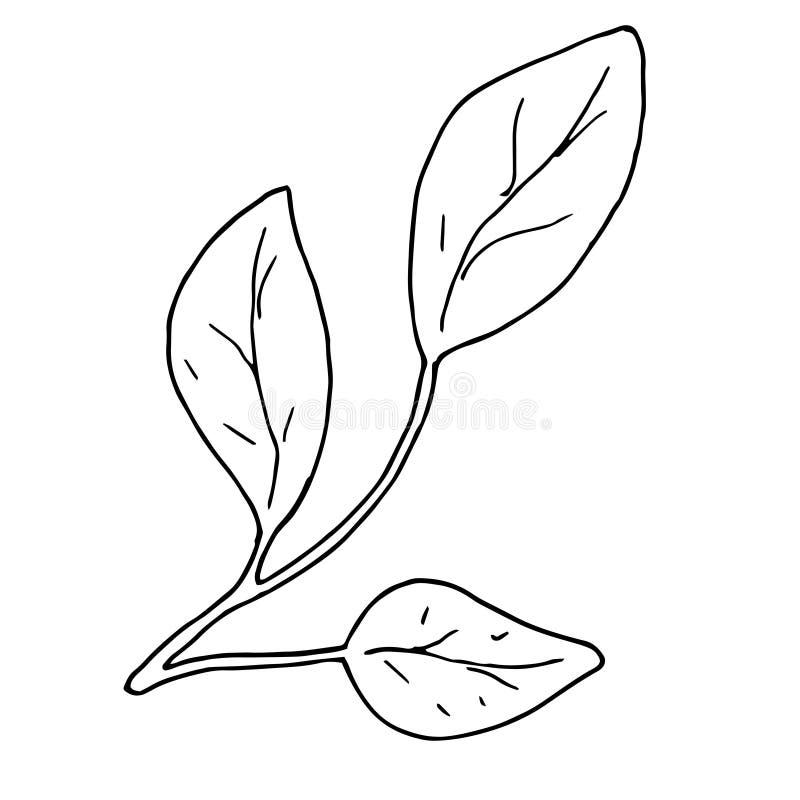 Vector Doodle Style Element, Drawing, Cute Twig with Leaves, Coloring ...