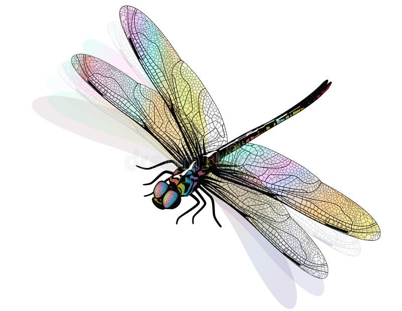 Dragonfly Stock Illustrations – 31,807 Dragonfly Stock Illustrations ...