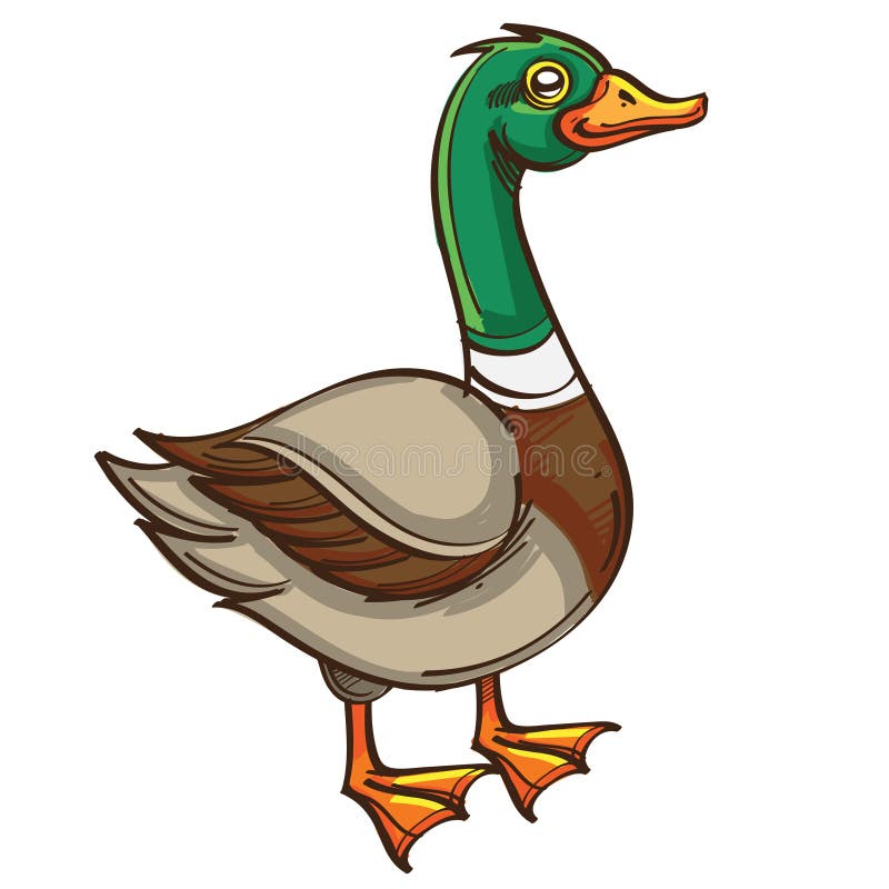 Vector drake duck stock illustration. Illustration of wildlife - 134717515