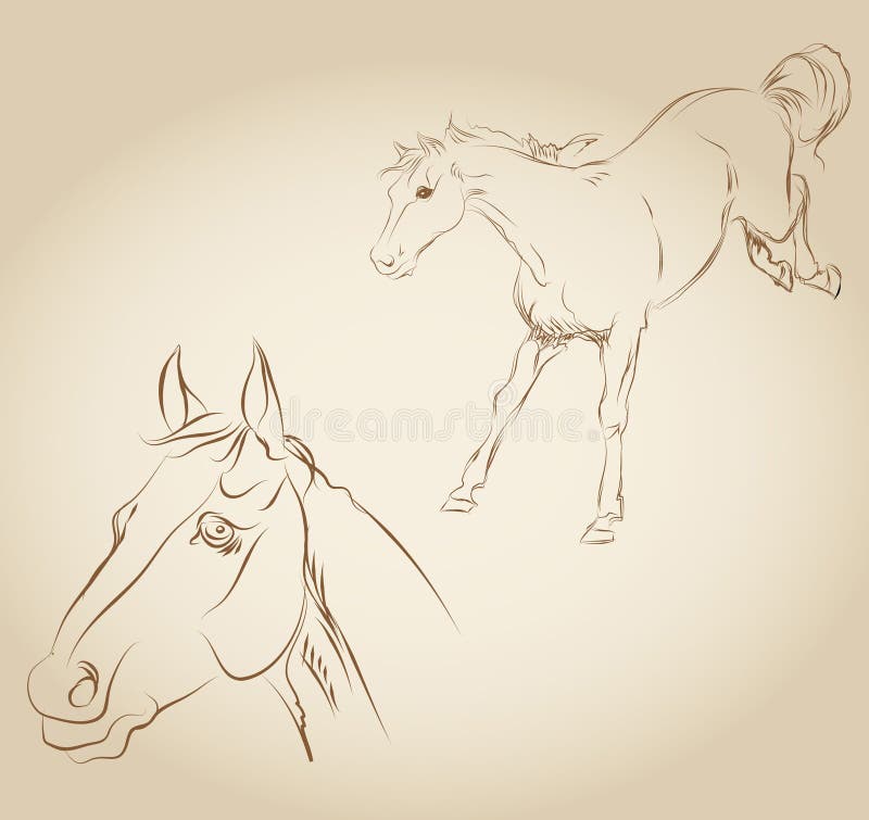 Vector draw a horse stock vector. Illustration of artwork - 19472145