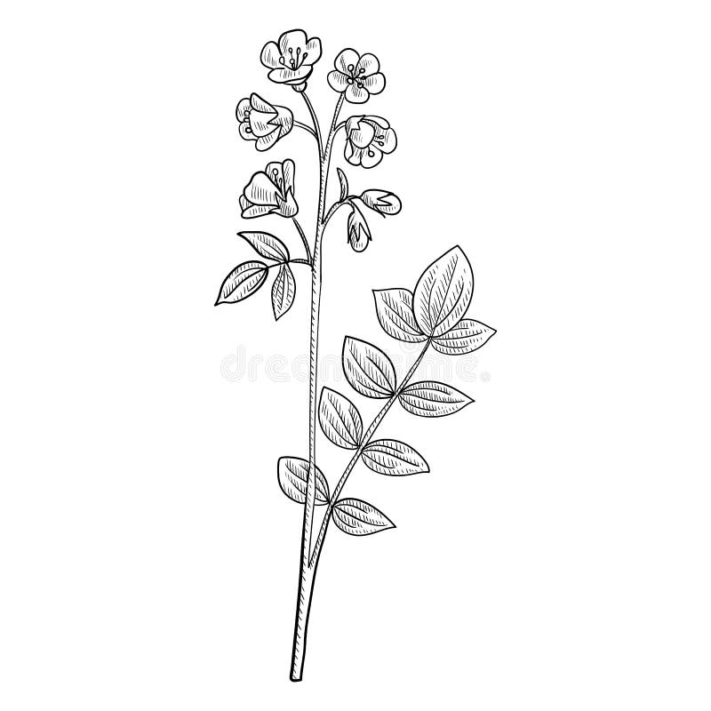 Vector Drawing Abscess Root Stock Vector - Illustration of summer ...