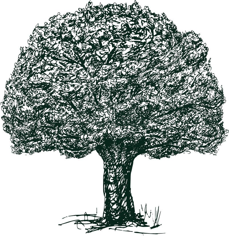 Vector Drawing of Abstract Old Oak Tree with Lush Foliage Stock Vector ...