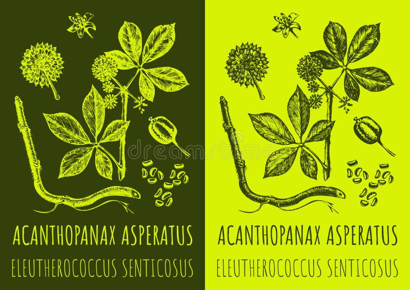 Vector Drawing ACANTHOPANAX ASPERATUS. Hand Drawn Illustration Stock ...