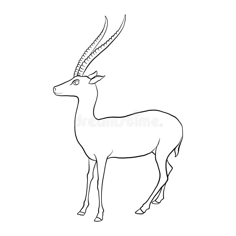 Springbok Antelope Stock Illustrations – 412 Springbok Antelope Stock ...