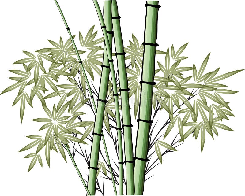 Vector Drawing Bamboo with Circle Border Stock Vector - Illustration of ... Vector Drawing Bamboo with Circle Border Stock Vector - Illustration of ...