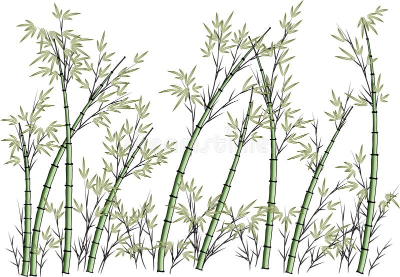 Vector drawing bamboo stock vector. Illustration of drawing - 76008833