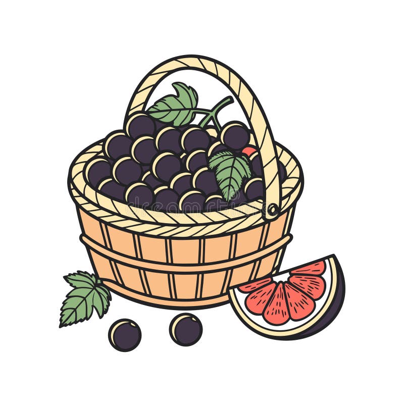 Blackcurrant Harvest: Vector Drawing of Fruit and Basket Stock Photo ...
