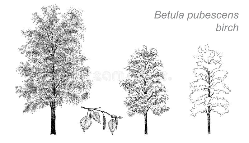 5+ Birch tree line drawing Free Stock Photos - StockFreeImages
