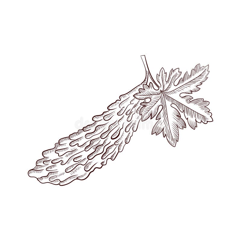 Bitter Melon Drawing Stock Illustrations – 48 Bitter Melon Drawing ...