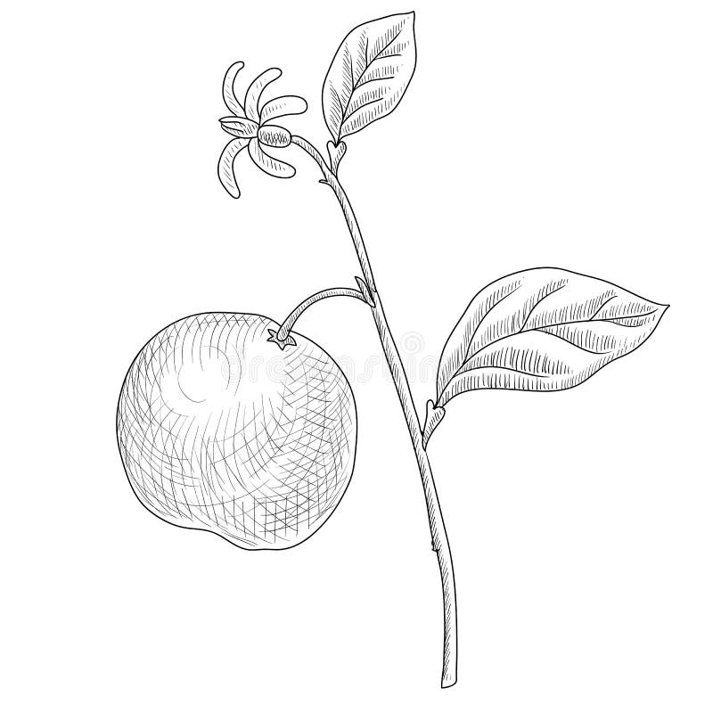 Vector Drawing Bitter Prange Stock Vector - Illustration of herbal ...