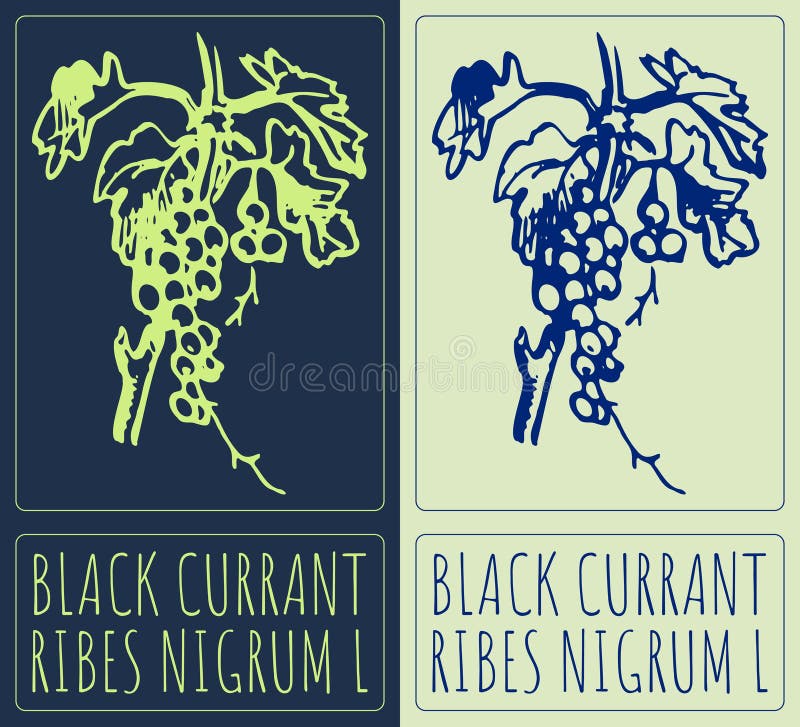 Vector Drawing BLACK CURRANT. Hand Drawn Illustration Stock ...