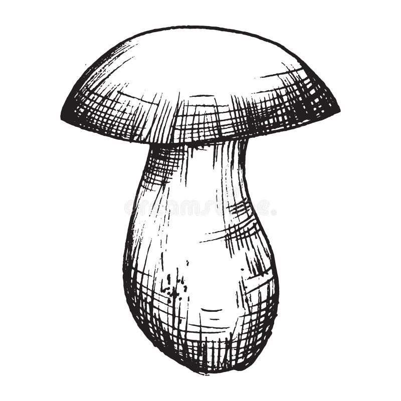 Vector Drawing Of Black And White Graphic Mushroom Hand Drawn Forest Mushroom Stock Vector