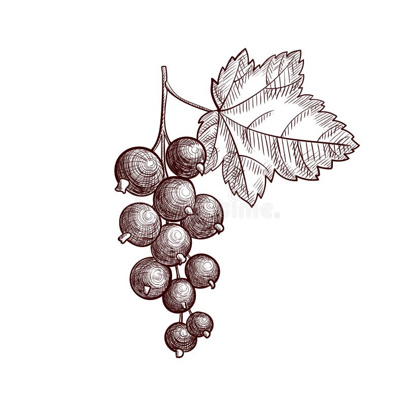 Vector Drawing Blackcurrants Stock Vector - Illustration of isolated ...