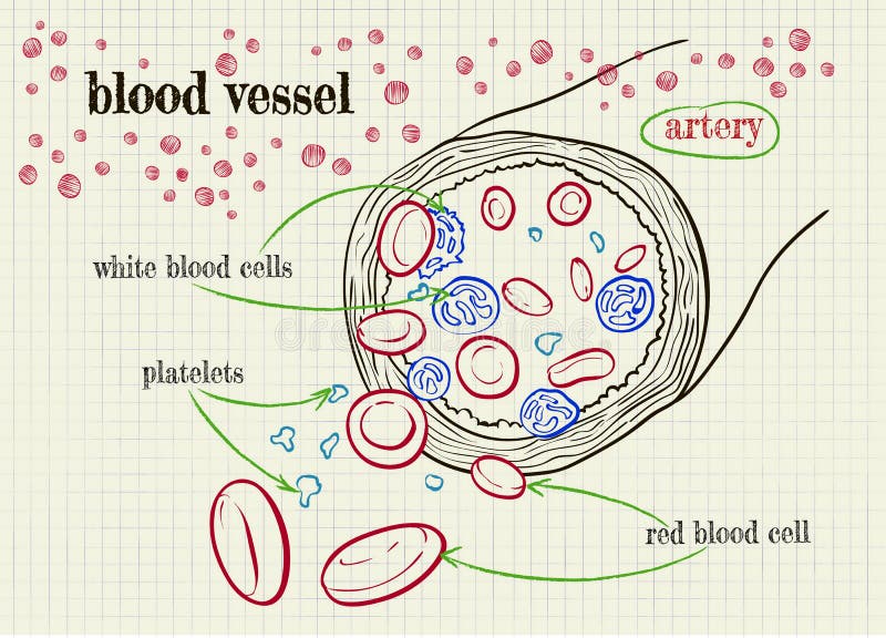 Diagram of Common Cell Types Stock Vector - Illustration of organism ...
