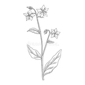 Borage Drawing Stock Illustrations – 188 Borage Drawing Stock ...