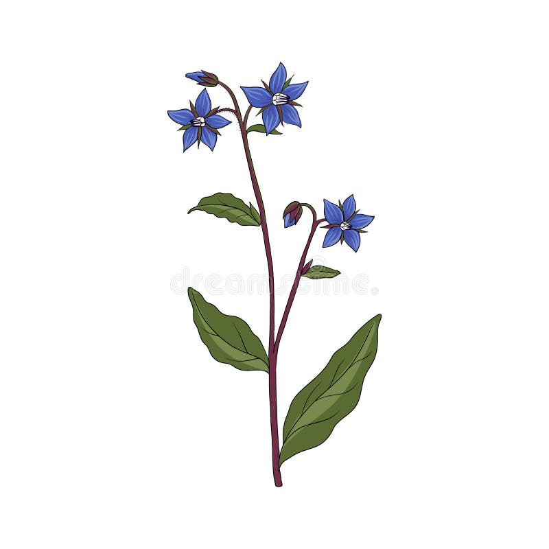 Borage Flower Drawing