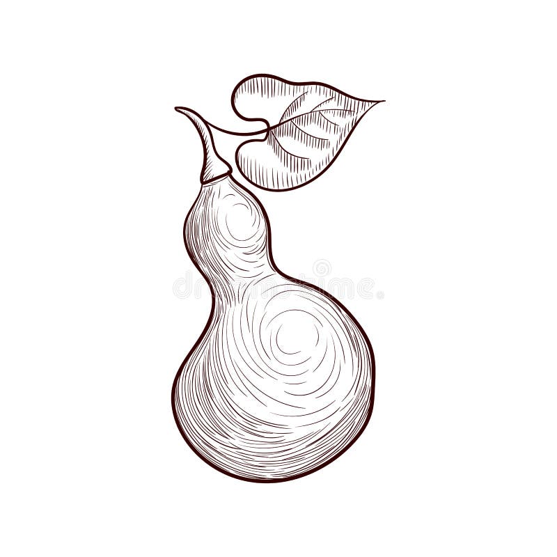 Drawing Calabash Stock Illustrations – 409 Drawing Calabash Stock ...
