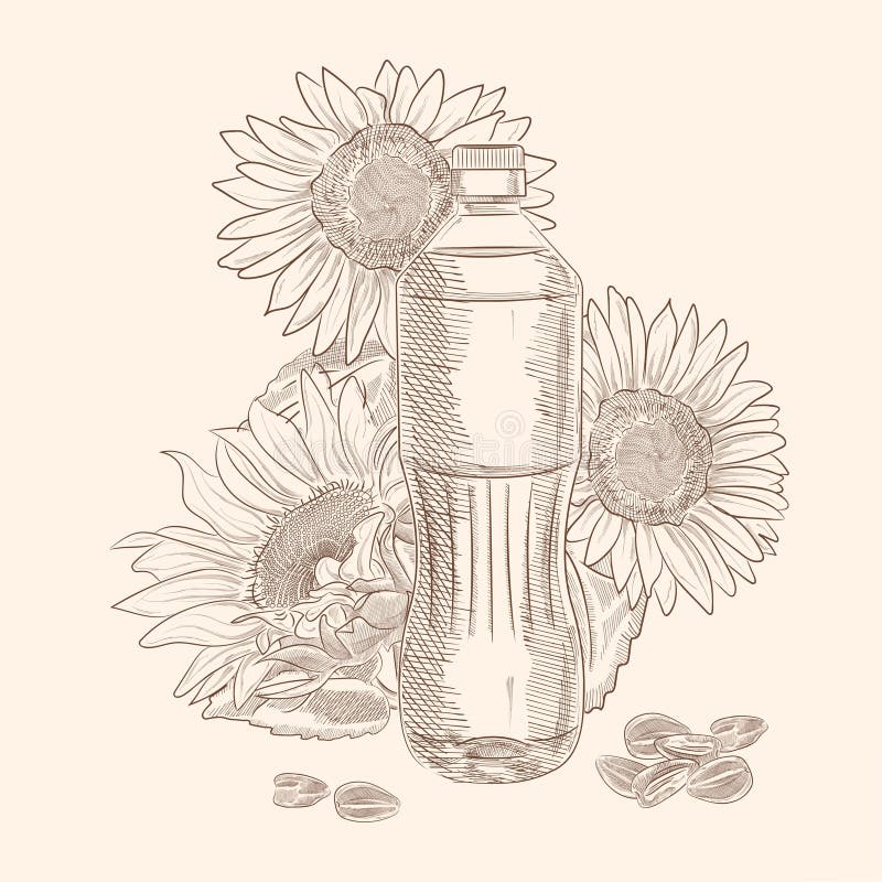 Vector Drawing of a Bottle of Vegetable Oil and Sunflowers, Hand Drawn ...