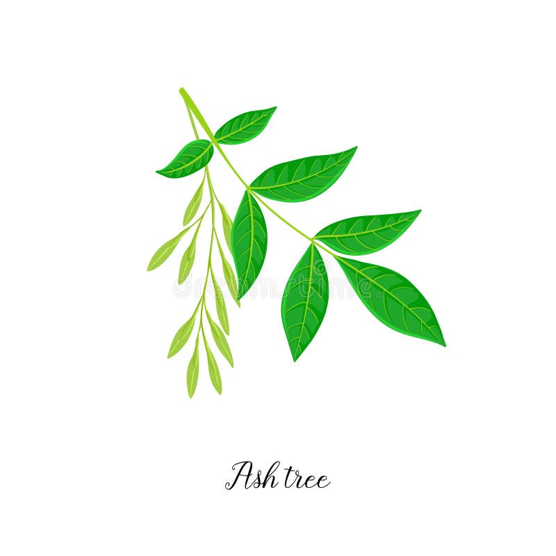 Vector Drawing Branch of Ash Tree Stock Vector - Illustration of botany ...