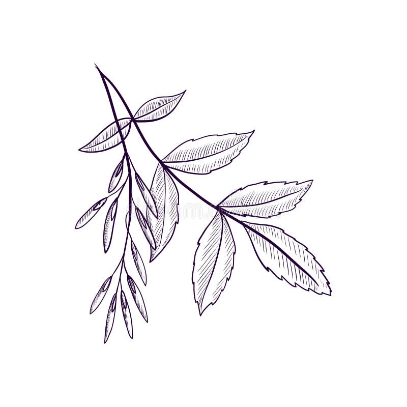 Ash Tree Seeds Stock Illustrations – 102 Ash Tree Seeds Stock ...