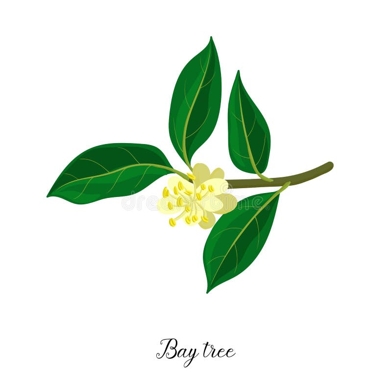 Vector Drawing Branch of Bay Tree Stock Vector - Illustration of ...