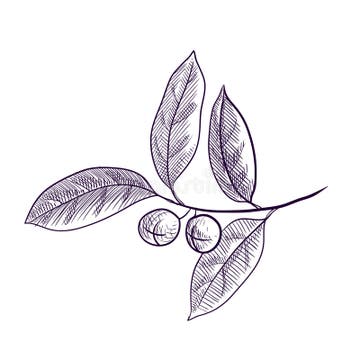 Drawing Bay Leaf Tree Stock Illustrations – 937 Drawing Bay Leaf Tree ...