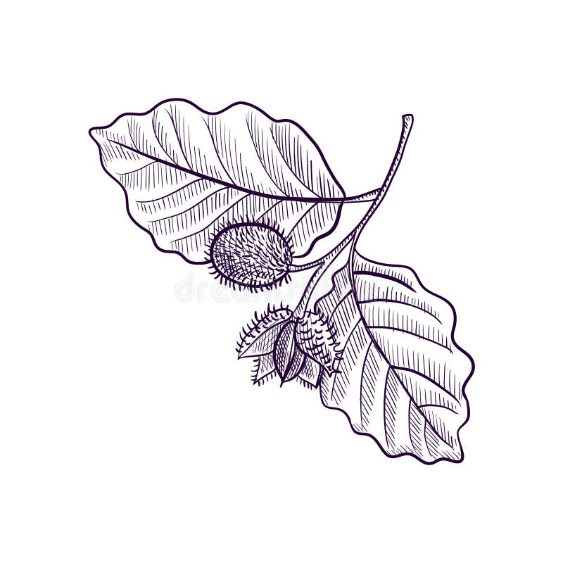 Vector Drawing Branch of Beech Tree Stock Vector - Illustration of ...
