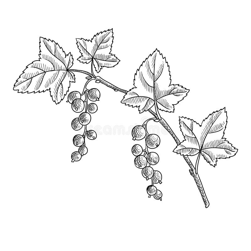 Vector Drawing Branch Of Black Currant Tree With Leaves Stock Vector ...