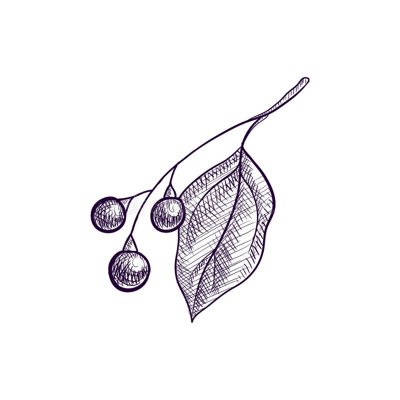 Art Camphor Stock Illustrations – 50 Art Camphor Stock Illustrations ...