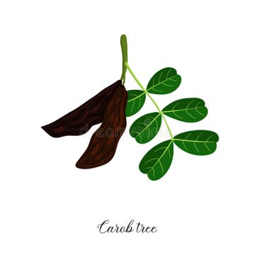 Carob Tree Stock Illustrations – 189 Carob Tree Stock Illustrations ...