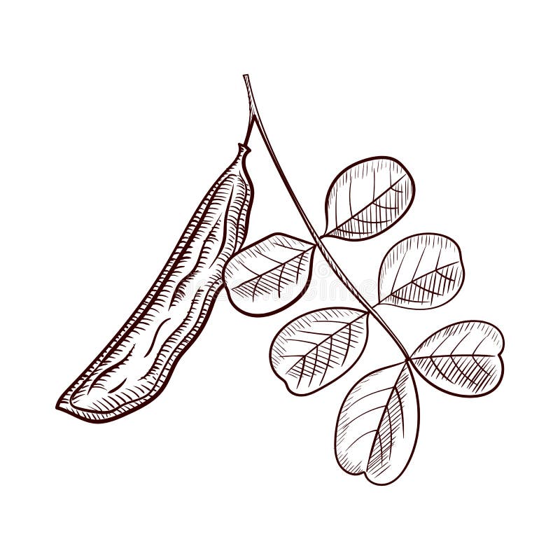 Vector Drawing Branch of Carob Tree Stock Vector - Illustration of bean ...