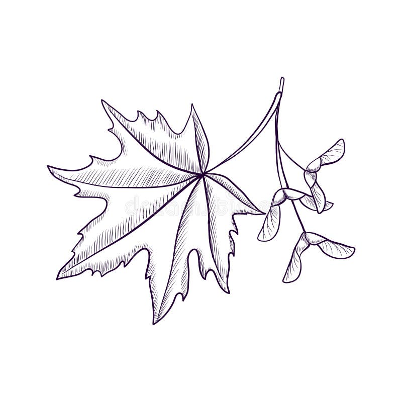 Maple Tree Line Drawing