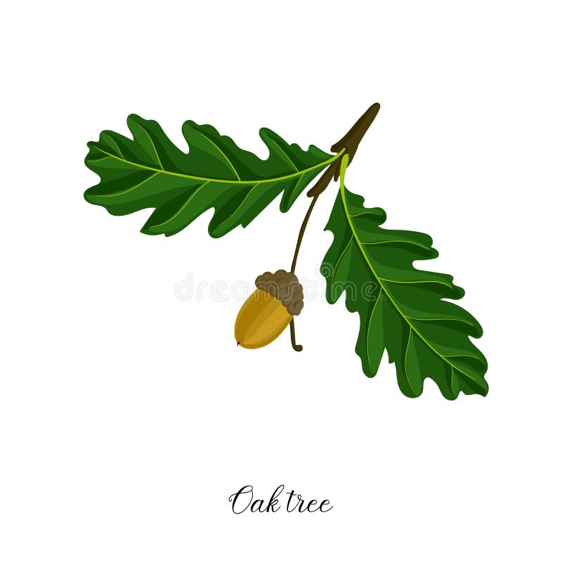 Vector Drawing Branch of Oak Tree Stock Vector - Illustration of branch ...