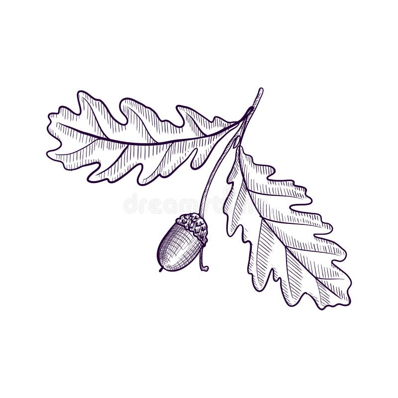 Vector Drawing Branch of Oak Tree Stock Vector - Illustration of branch ...