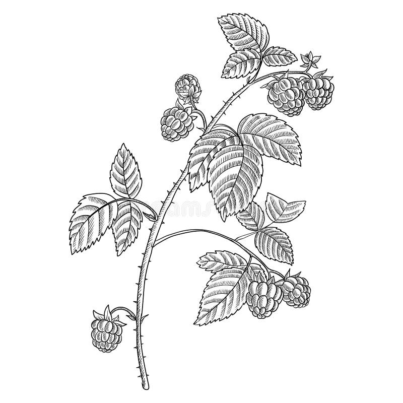 Vector Drawing Branch of Raspberry with Leaves and Berries Stock Vector ...